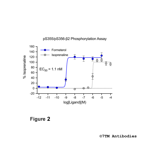pS355/pS356-β2 Phosphorylation Assay Kit | 7TM Antibodies