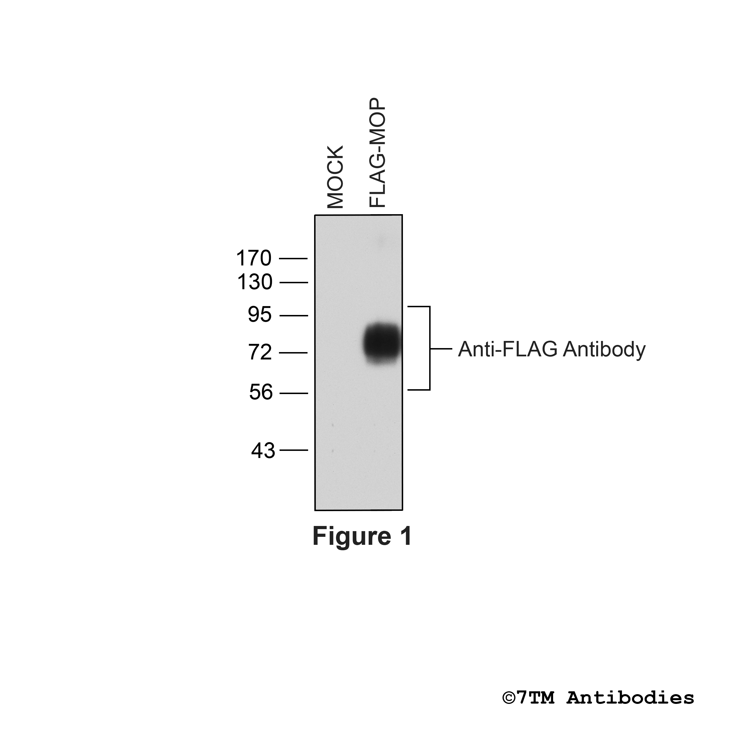 FLAG-Tag, Anti-FLAG Epitope Tag Antibody | 7TM Antibodies