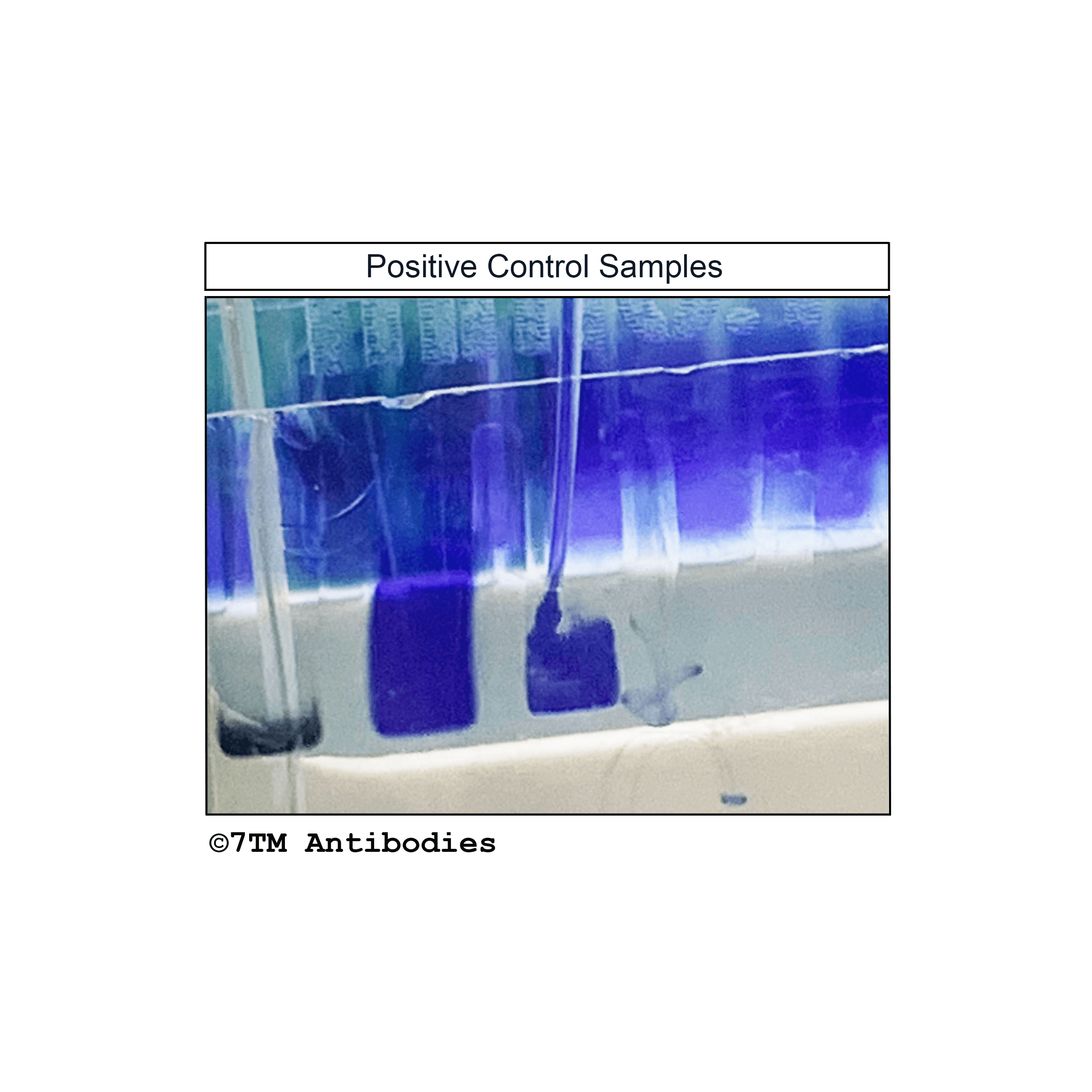 7TM Positive Control Samples | 7TM Antibodies