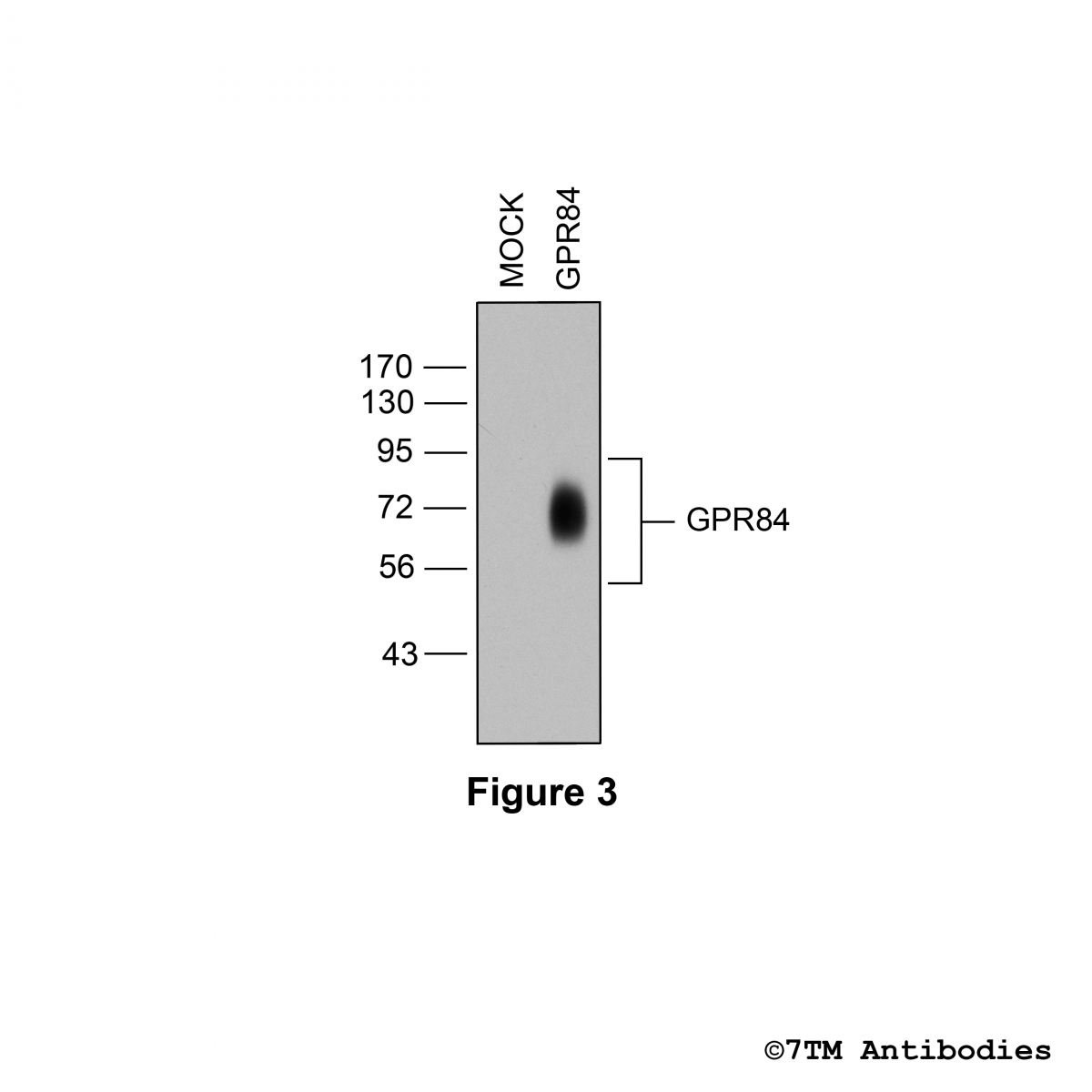 GPR84 (IHC-grade), G Protein-Coupled Receptor 84 Antibody | 7TM Antibodies